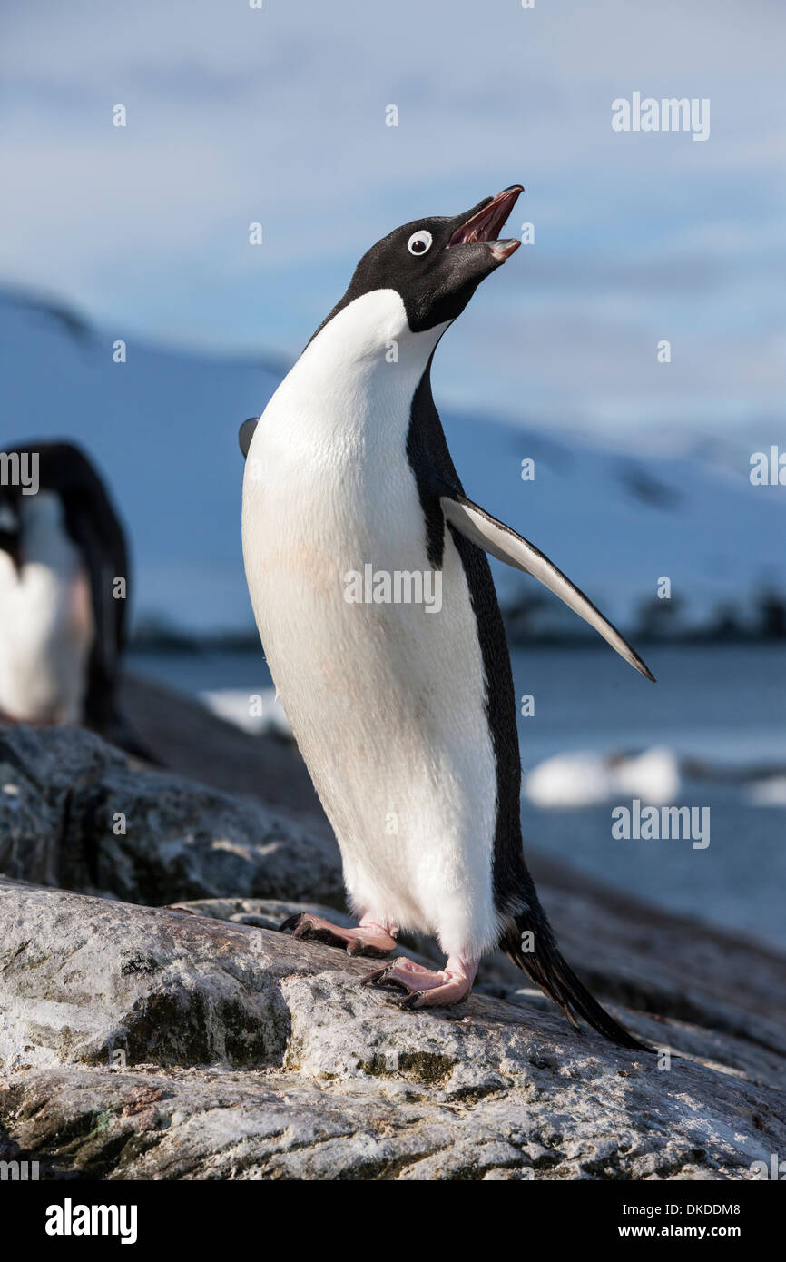 Antarctica, Petermann Island, Adelie Penguin (Pygoscelis adeliae ...