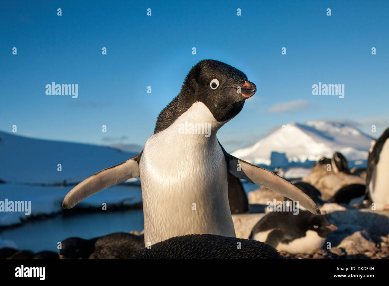 Penola strait hi-res stock photography and images - Alamy