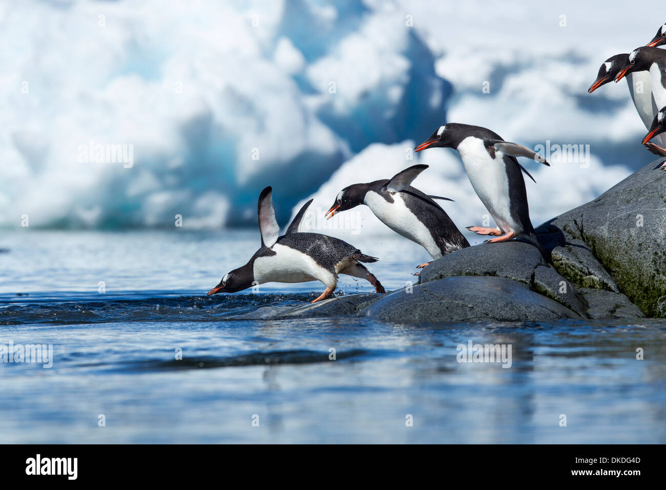 Antarctica, Gentoo Penguins (Pygoscelis papua Stock Photo - Alamy