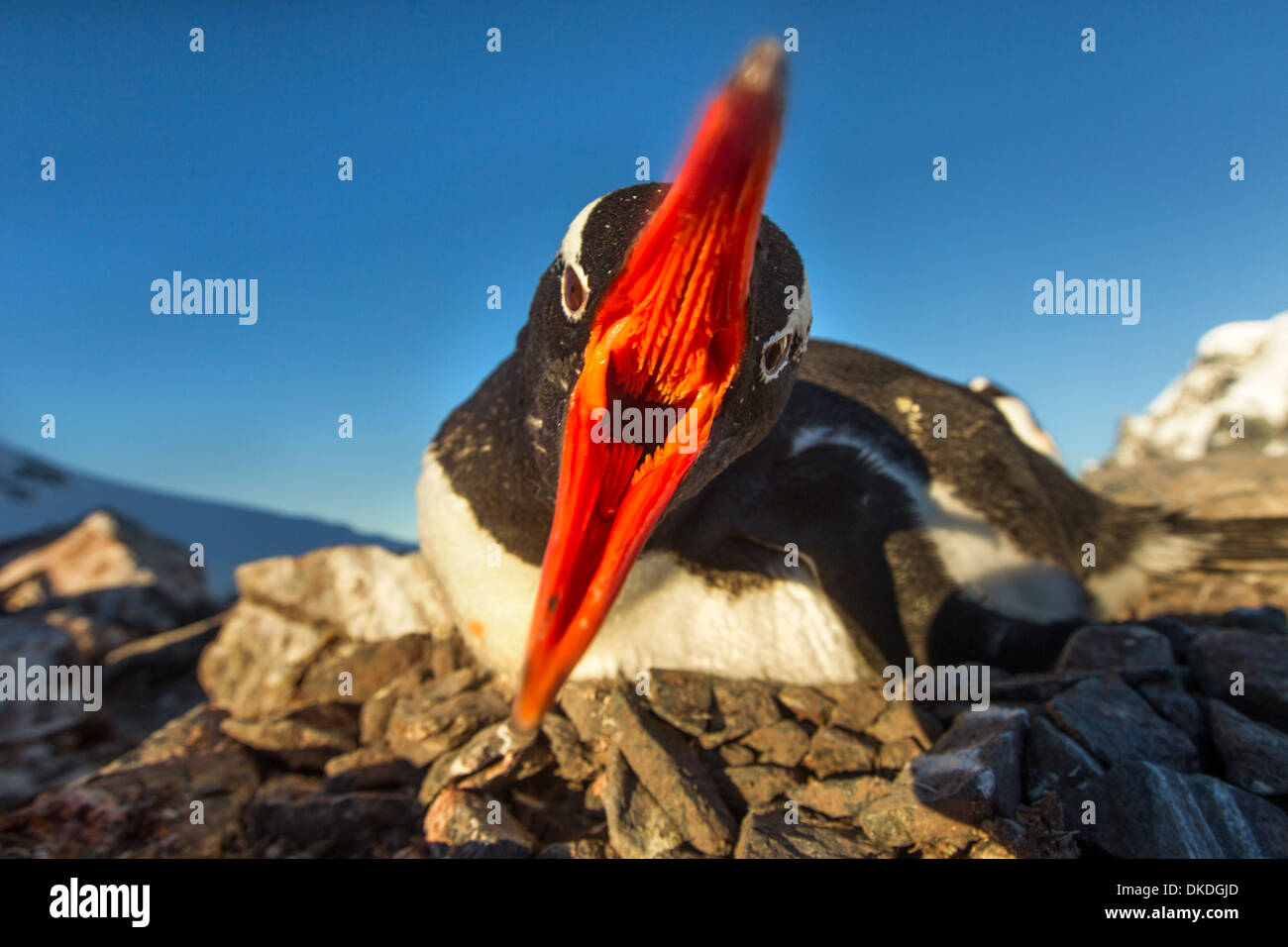 Angry penguin hi-res stock photography and images - Alamy