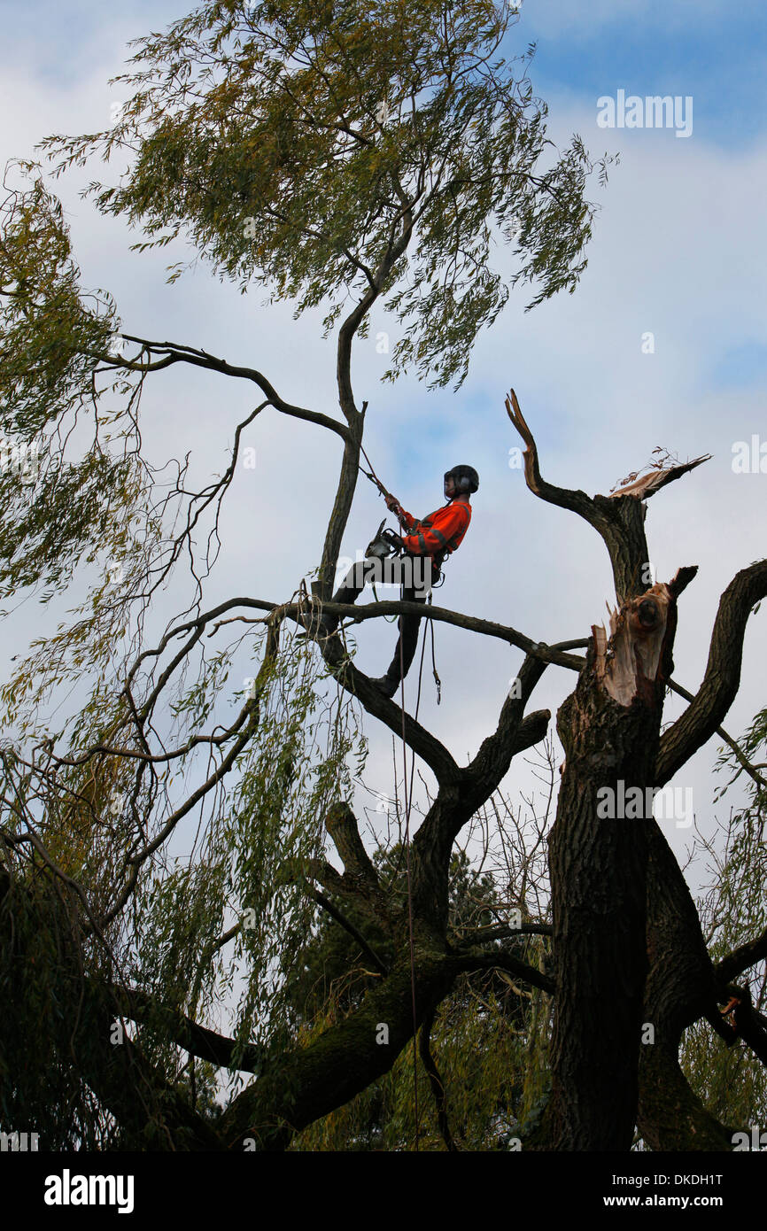 Snapped Branches High Resolution Stock Photography and Images - Alamy