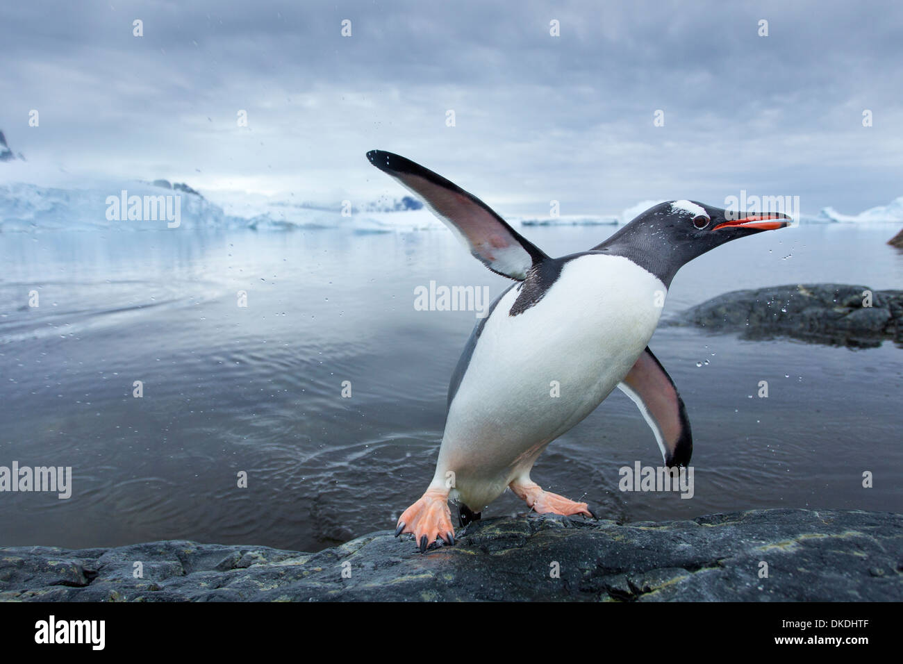 Antarctica, Cuverville Island, Gentoo Penguin (Pygoscelis papua ...