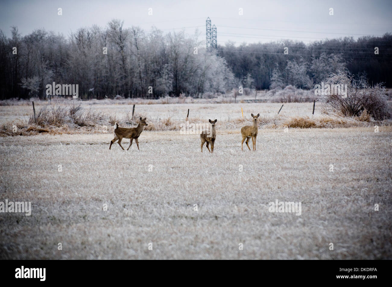 Three white tailed deer in a frosty field in the winter, in Canada ...