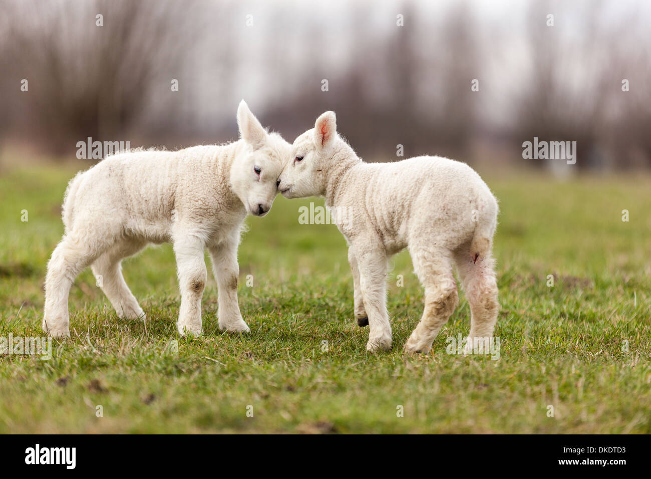 an cute lamb playing together Stock Photo - Alamy