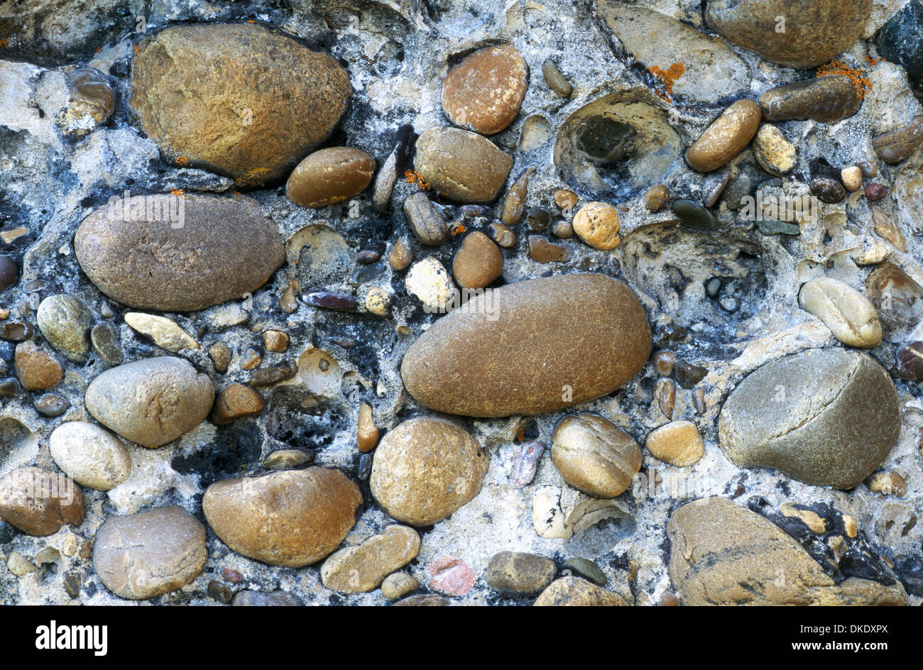 Ancient conglomerate rock of the Cypress Hills Formation with pebbles ...
