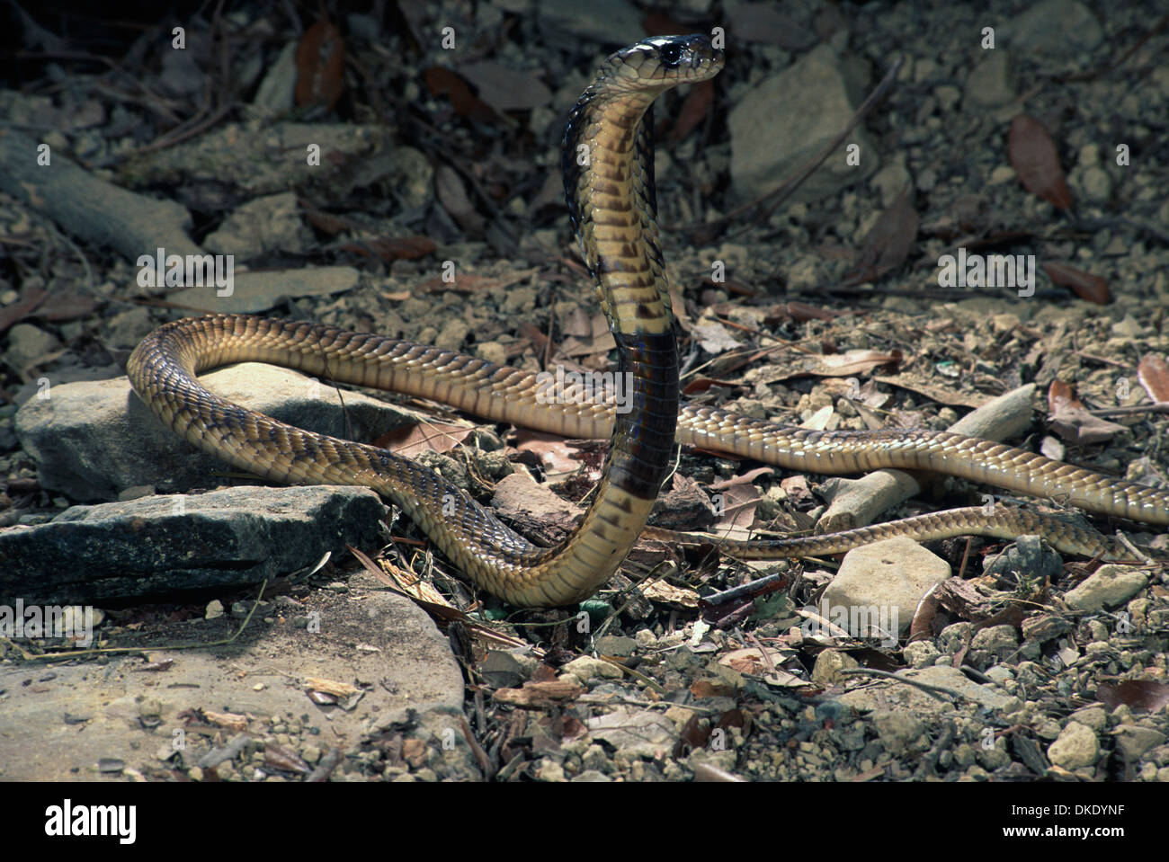 Egyptian banded cobra hi-res stock photography and images - Alamy