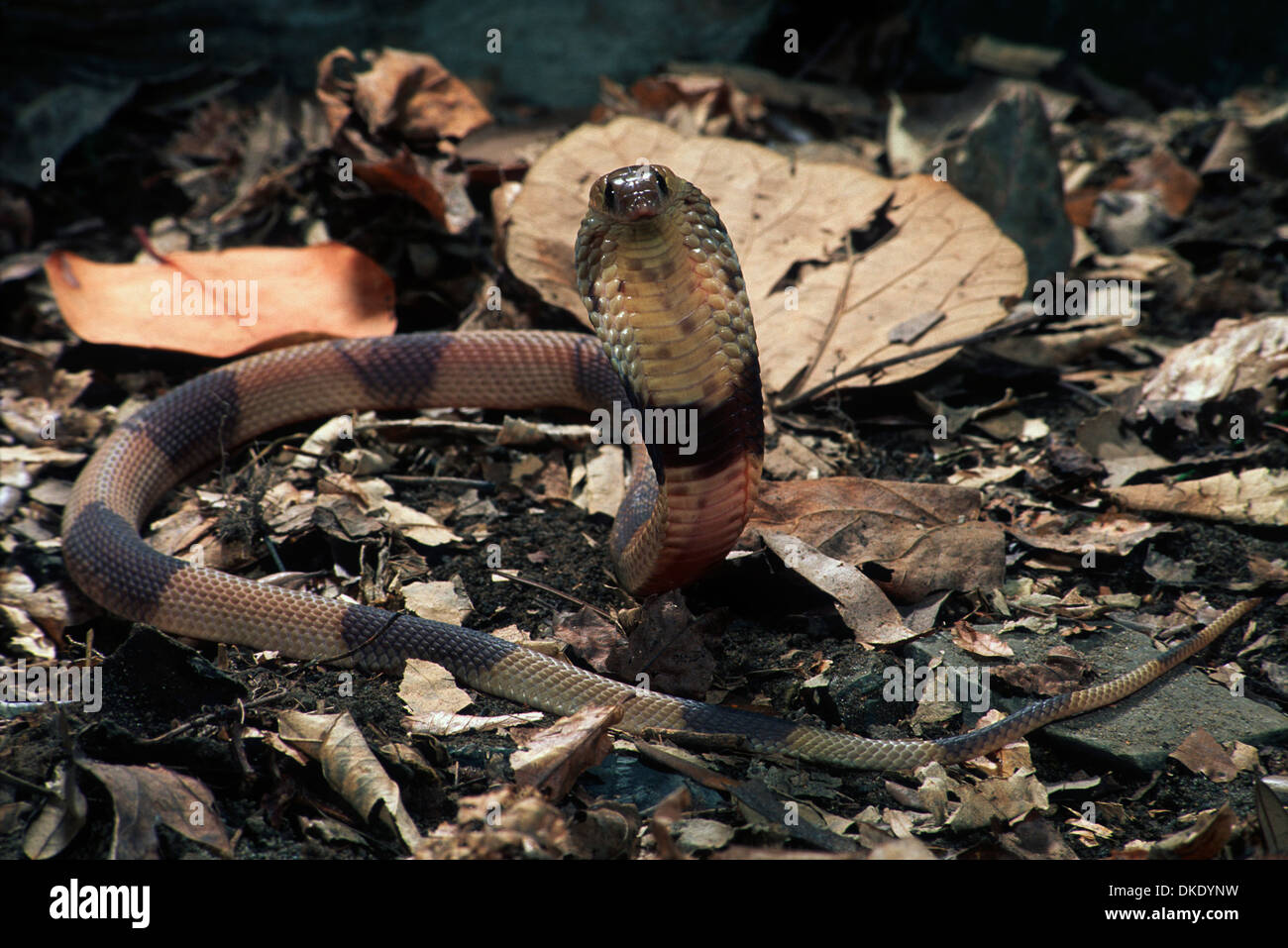 Egyptian Cobra Snake High Resolution Stock Photography and Images - Alamy