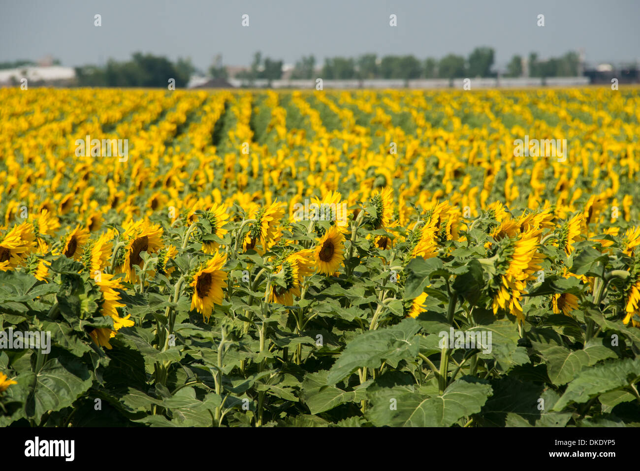 Row upon row of yellow sunflowers facing the sun Stock Photo - Alamy
