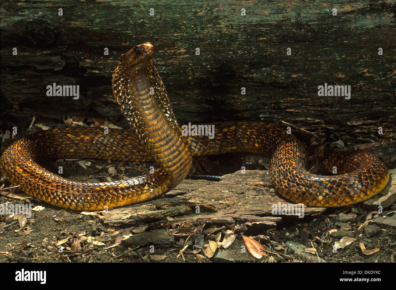 Golden cobra hi-res stock photography and images - Alamy