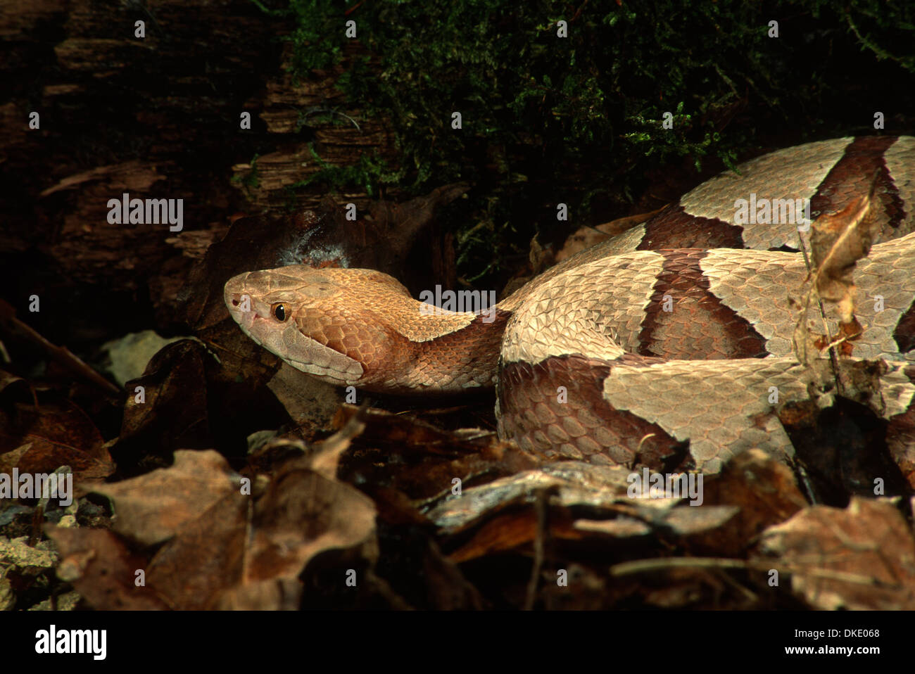 Southern copperhead snakes hi-res stock photography and images - Alamy