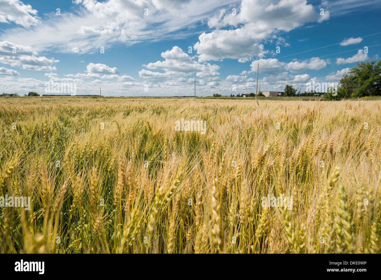Ripening wheat in a prairie farm, under a typical blue summer sky with ...