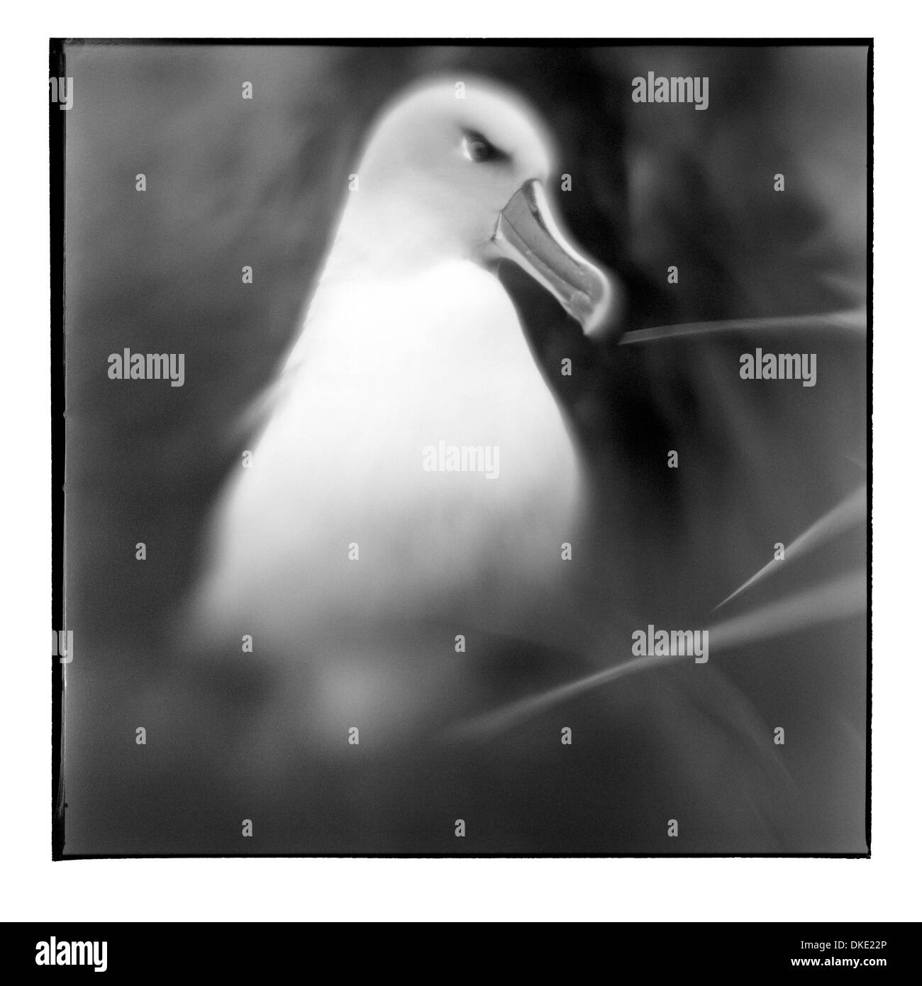 Nest in the grass Black and White Stock Photos & Images - Alamy