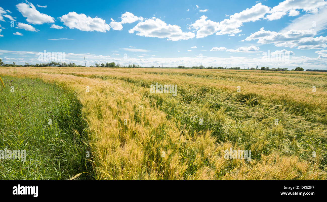 an early summer prairie wheat crop under a brilliant sky with sunny ...