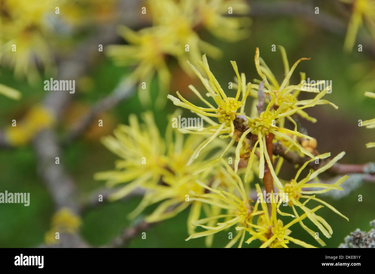 Hamamelis virginiana hi-res stock photography and images - Alamy