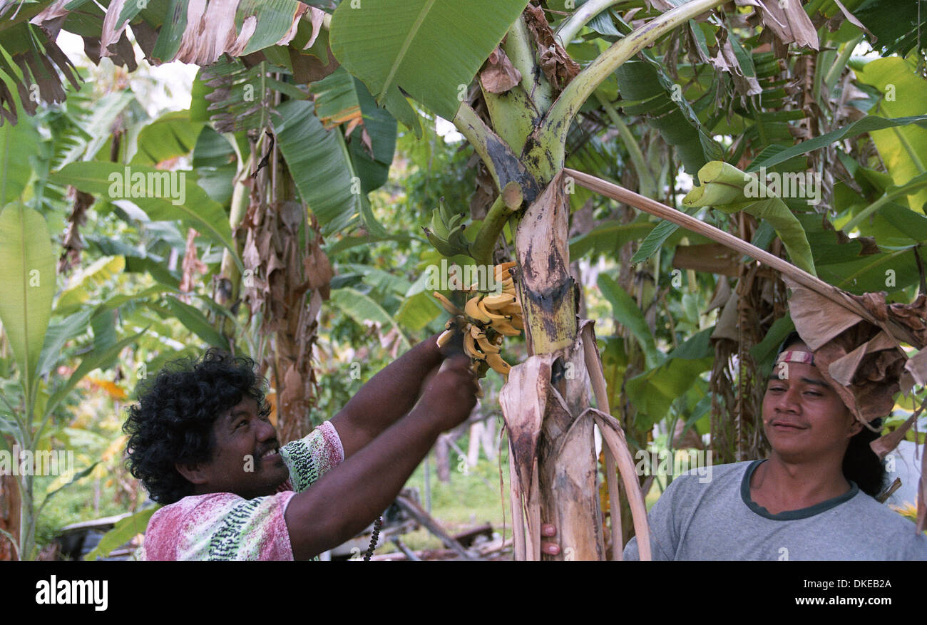 Two native Polynesian collects banana in Raroia. French Polynesia Stock ...