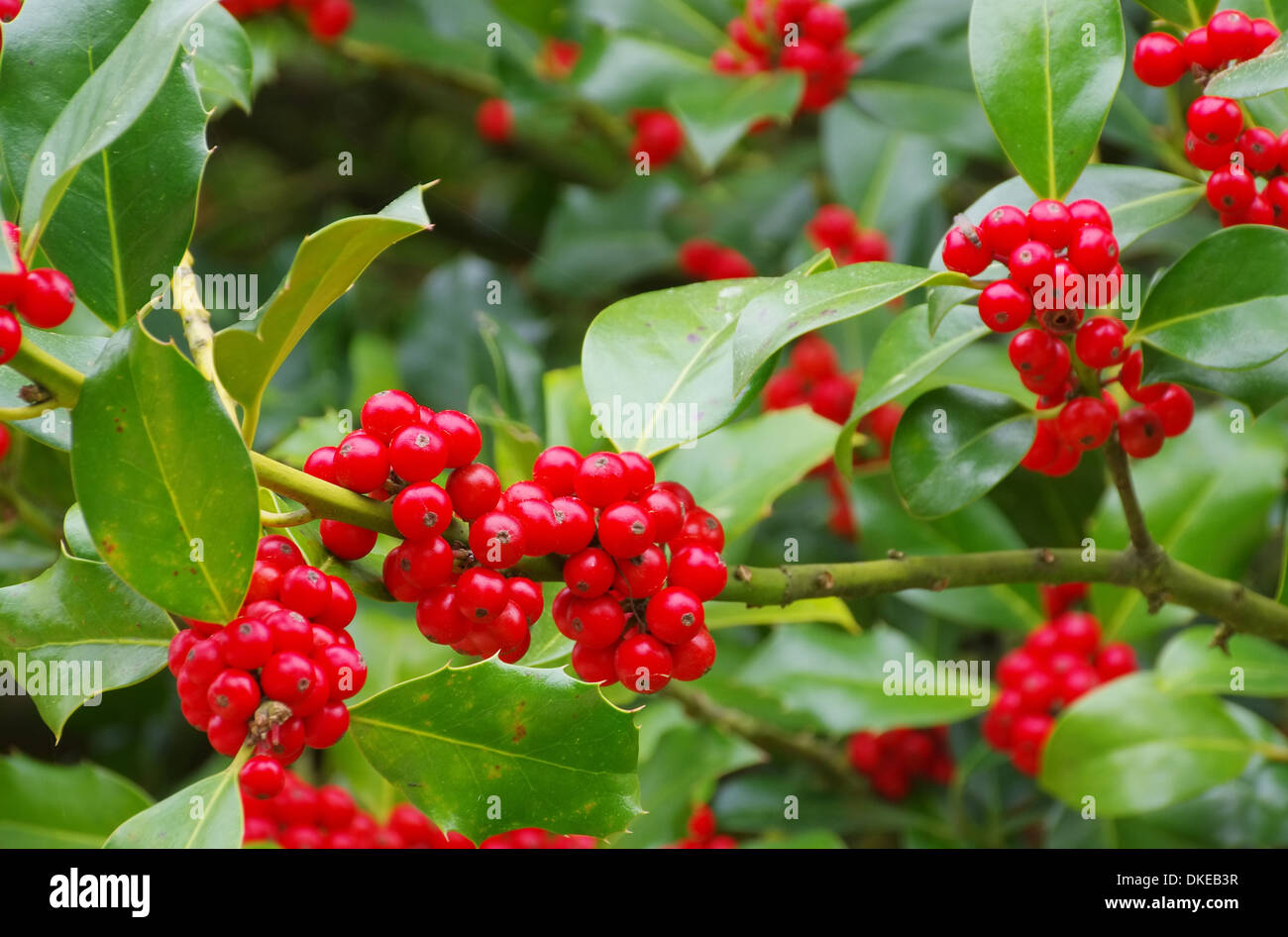 Ilex hi-res stock photography and images - Alamy