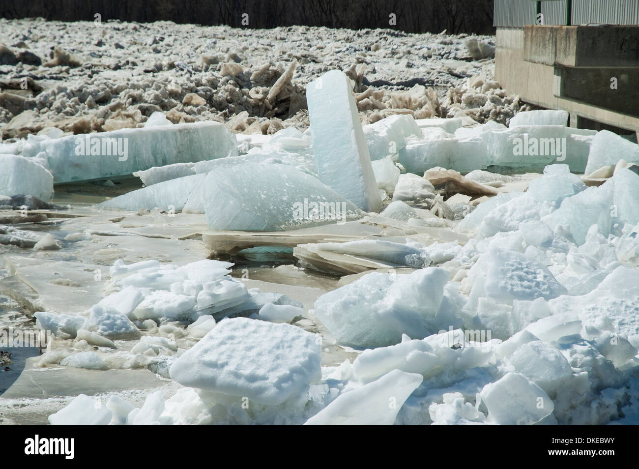 Large blocks of ice at spring breakup in a river creating an ice dam ...