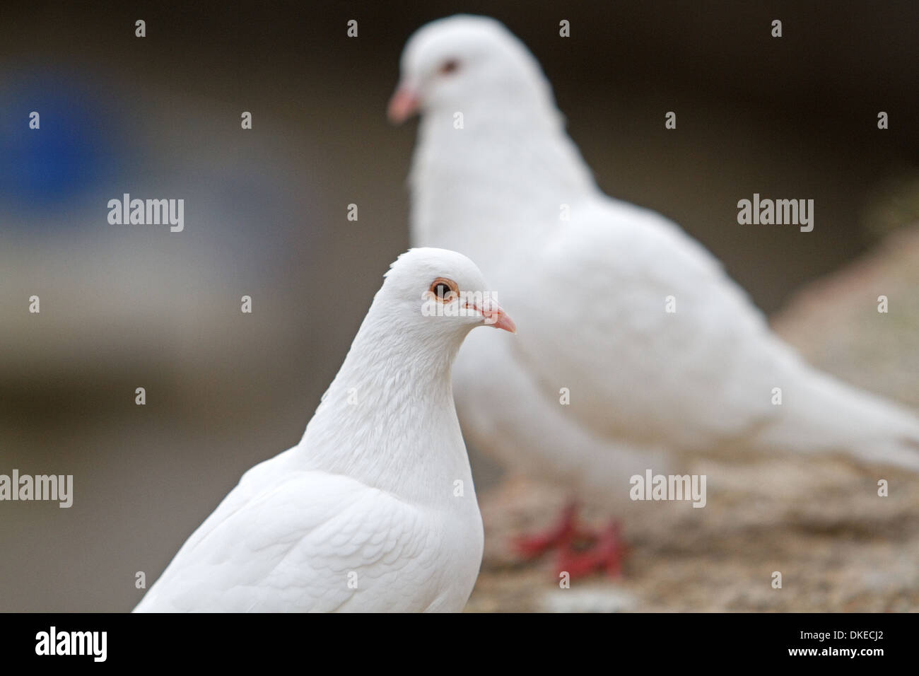 A pair of white Doves on the harbourside in Castletown Cornwall UK ...