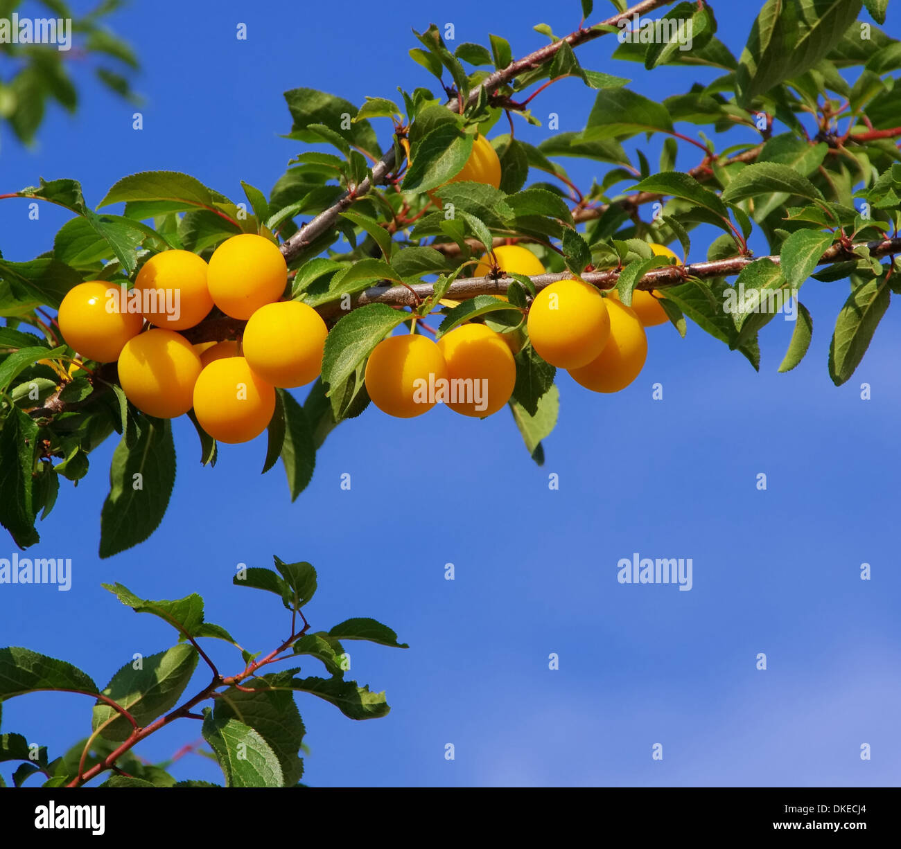 Garden mirabelle hi-res stock photography and images - Alamy