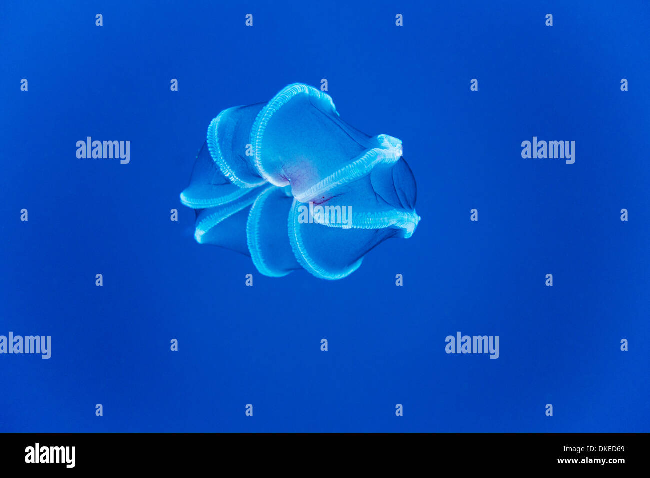 Comb jellyfish hi-res stock photography and images - Alamy