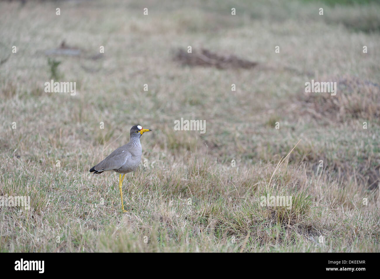 African Wattled Lapwing - African Wattled Plover (Vanellus senegallus ...