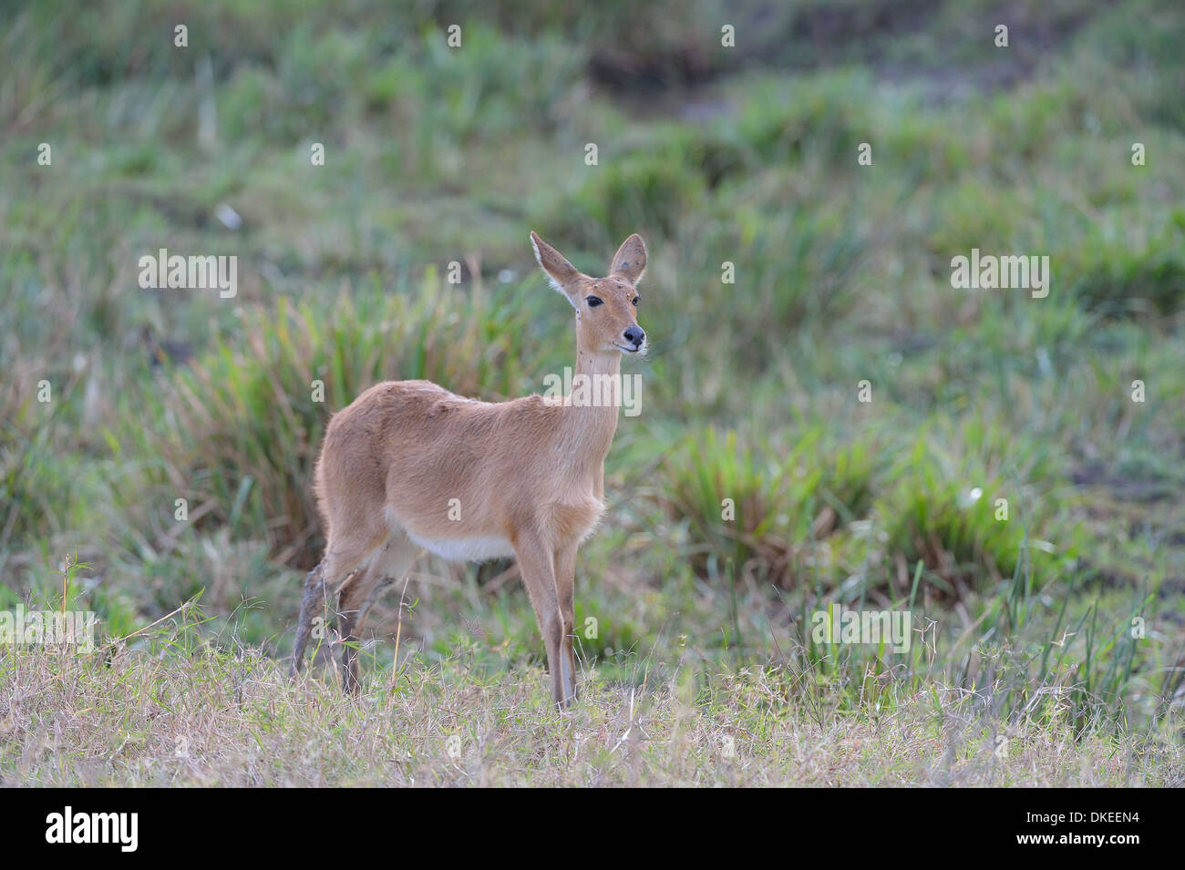 Bohor reedbuck (Redunca redunca) female standing in a swamp Masai Mara ...