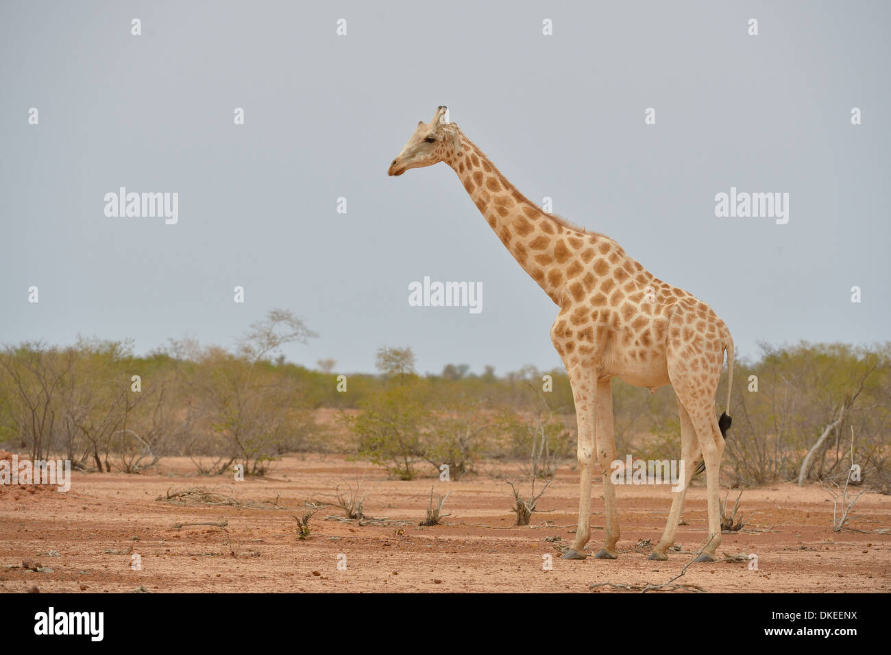 West African giraffe - Niger giraffe - Nigerian giraffe (Giraffa ...
