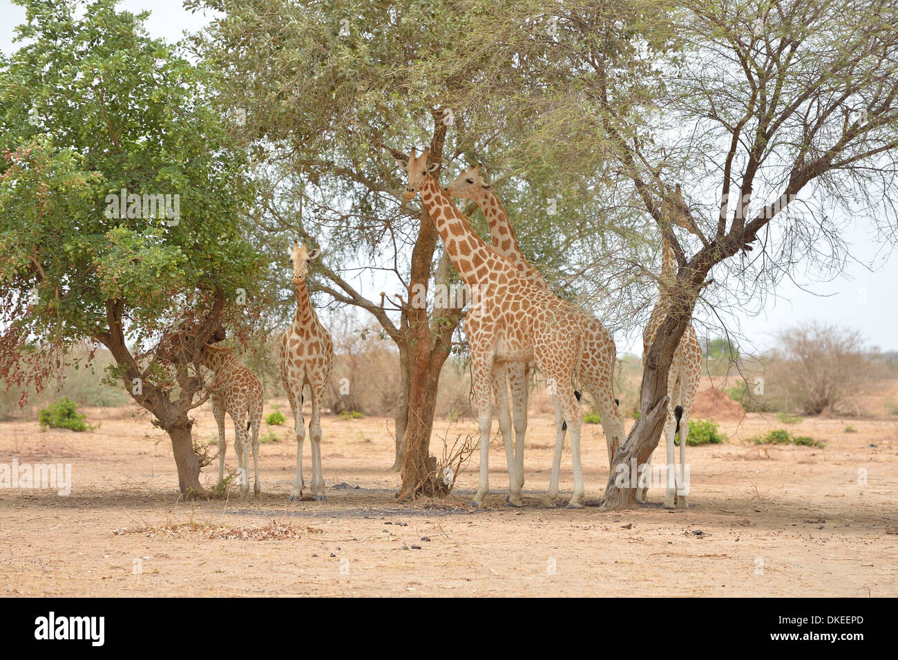West African giraffe - Niger giraffe - Nigerian giraffe (Giraffa ...
