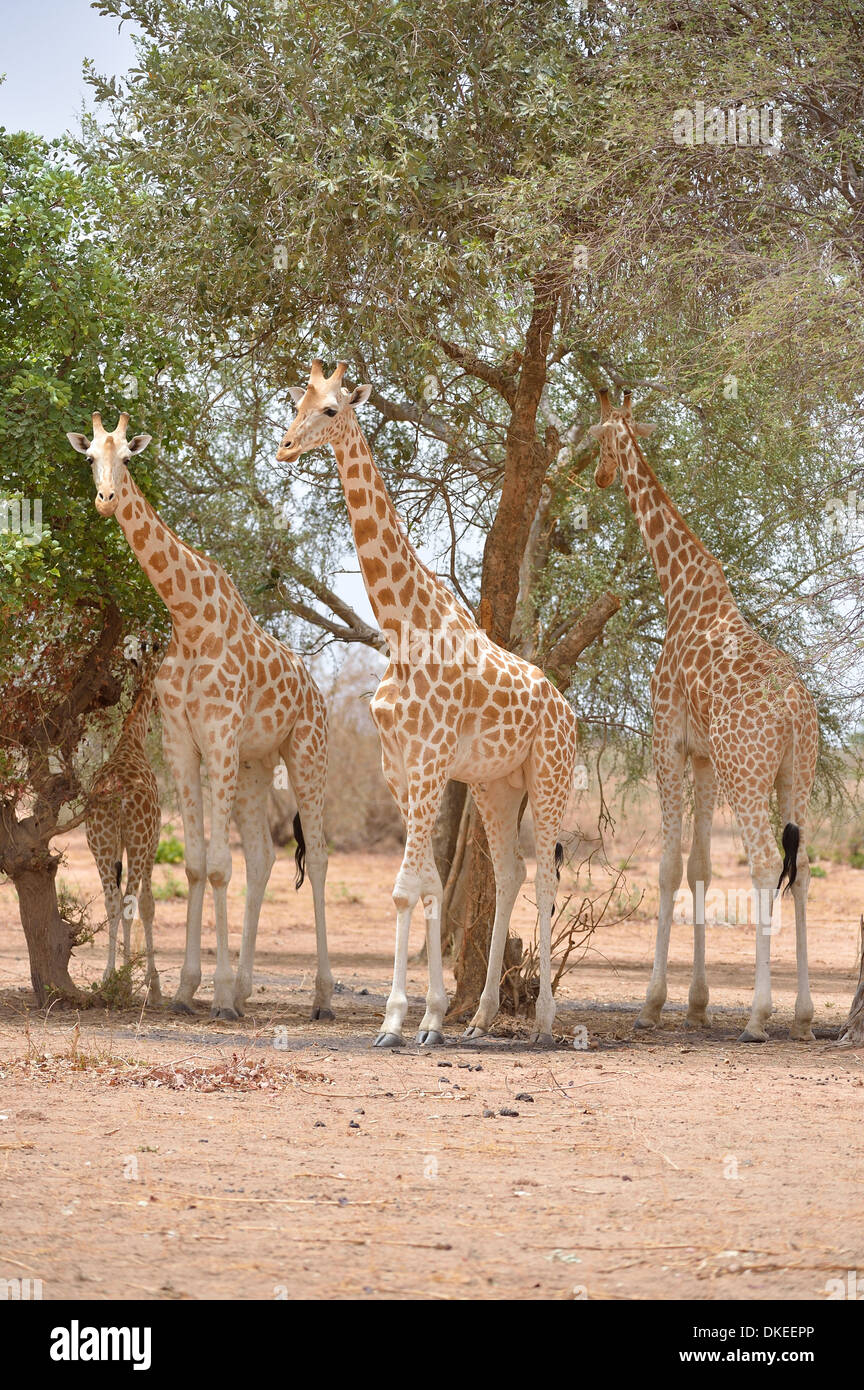 Giraffe group hi-res stock photography and images - Alamy