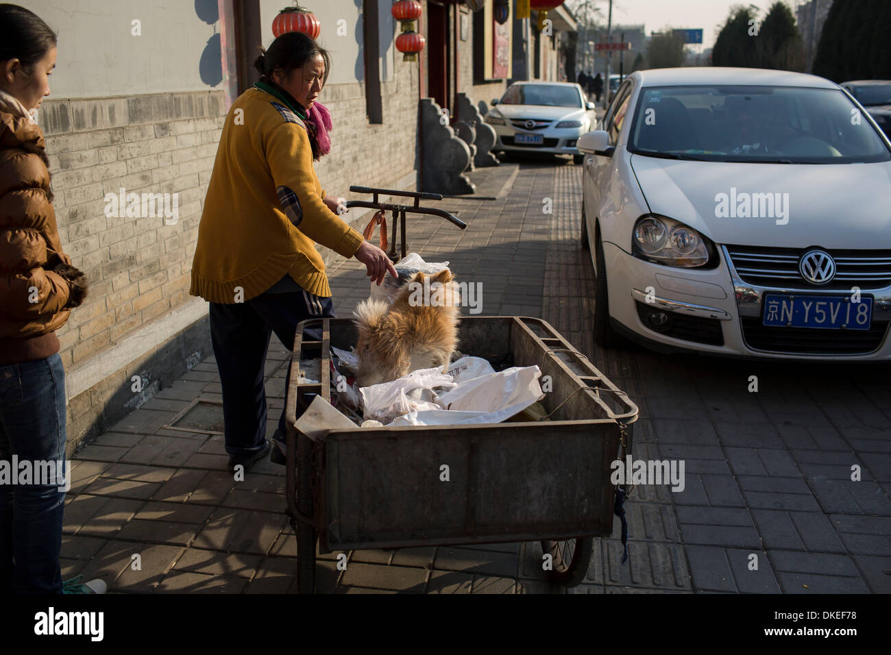Homeless disabled street dog hi-res stock photography and images - Alamy