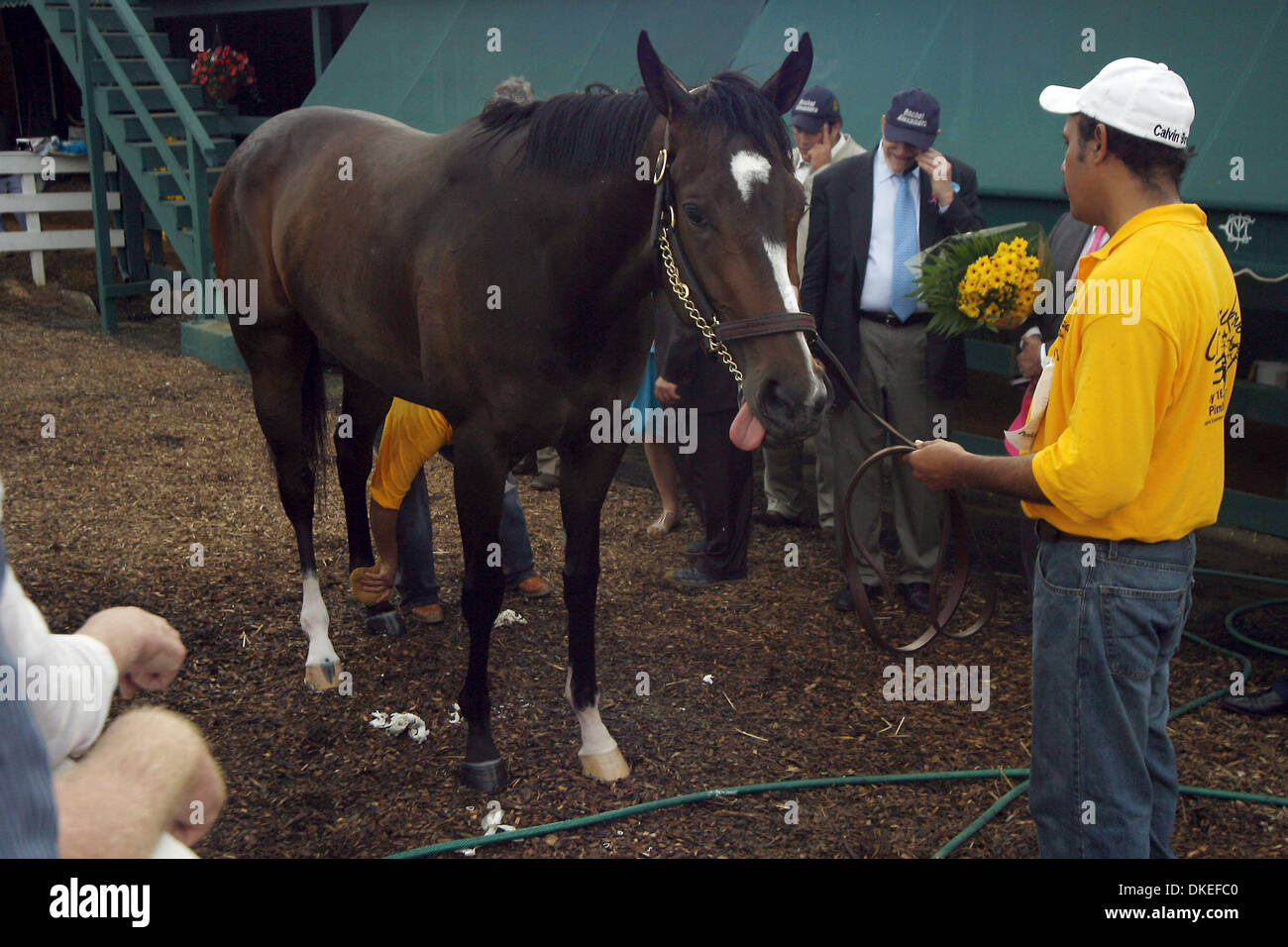 May 16, 2009 - Baltimore, Maryland, USA - Rachel Alexandra has her legs ...