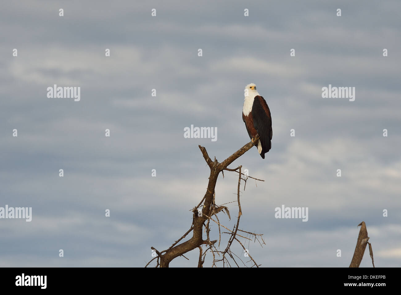 African Fish-Eagle - African Sea-Eagle (Haliaeetus vocifer) perched on ...