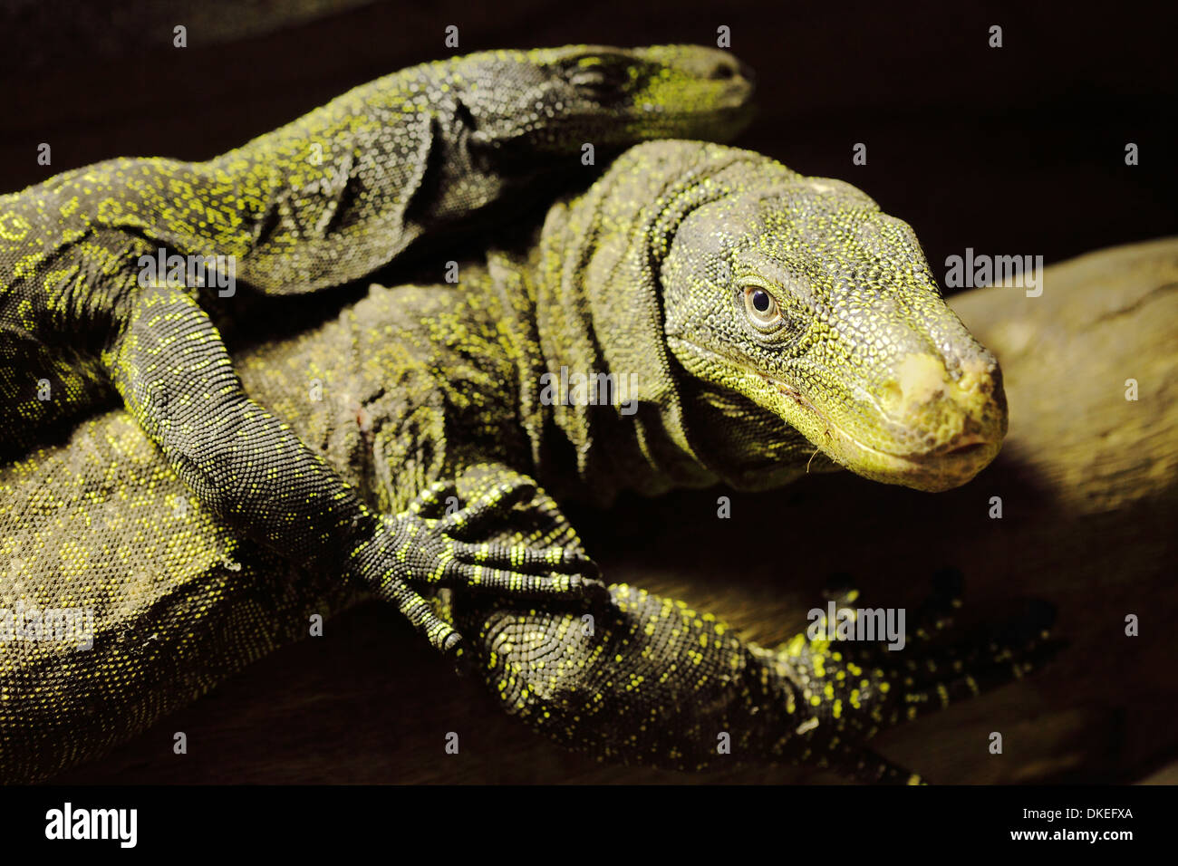 Big lizards hi-res stock photography and images - Alamy