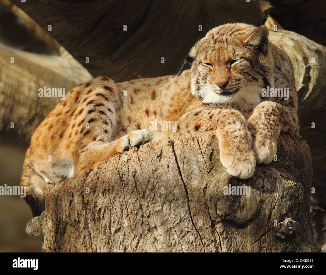Lynx resting on a tree hi-res stock photography and images - Alamy