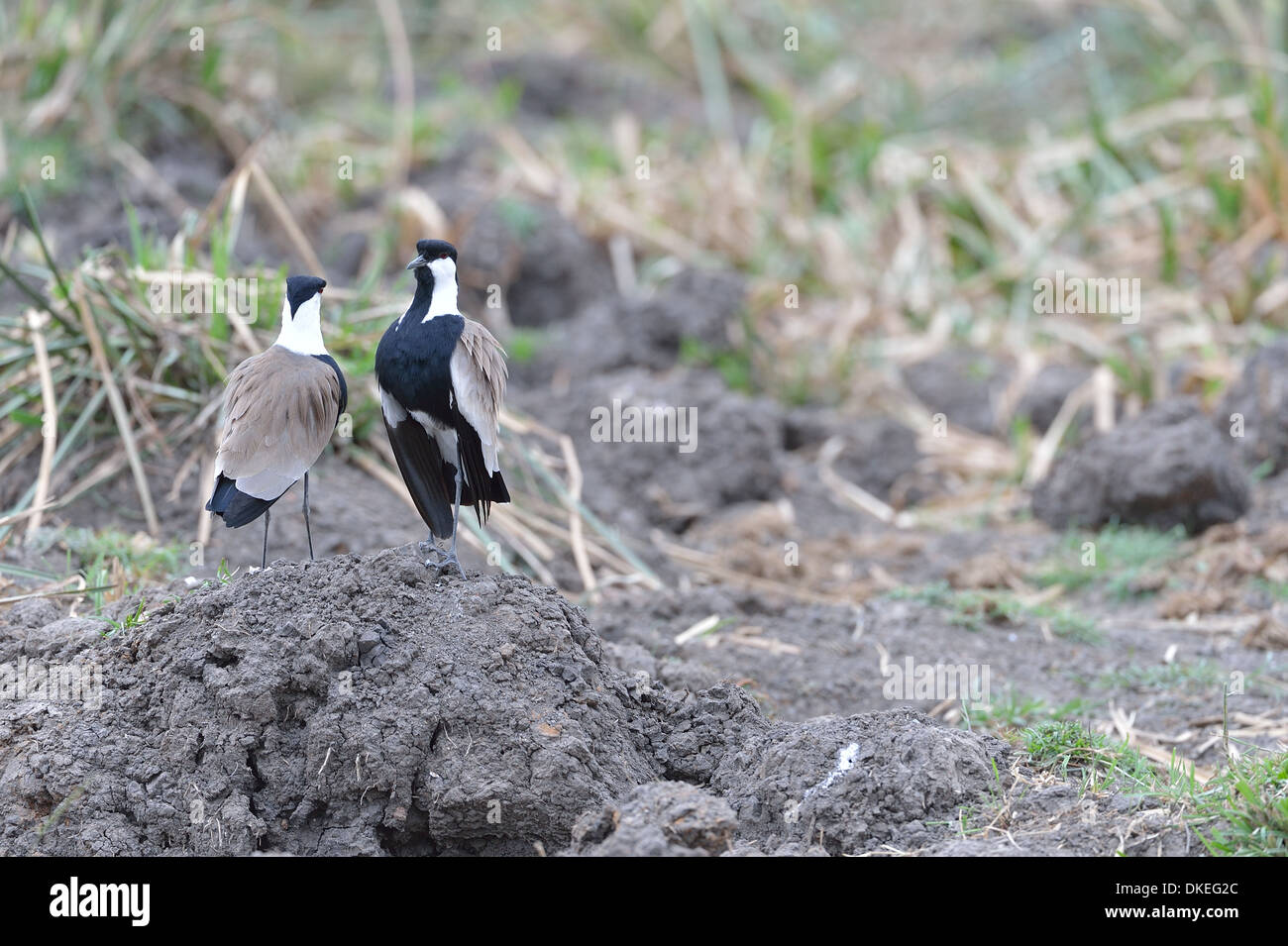Spur winged lapwing hi-res stock photography and images - Alamy