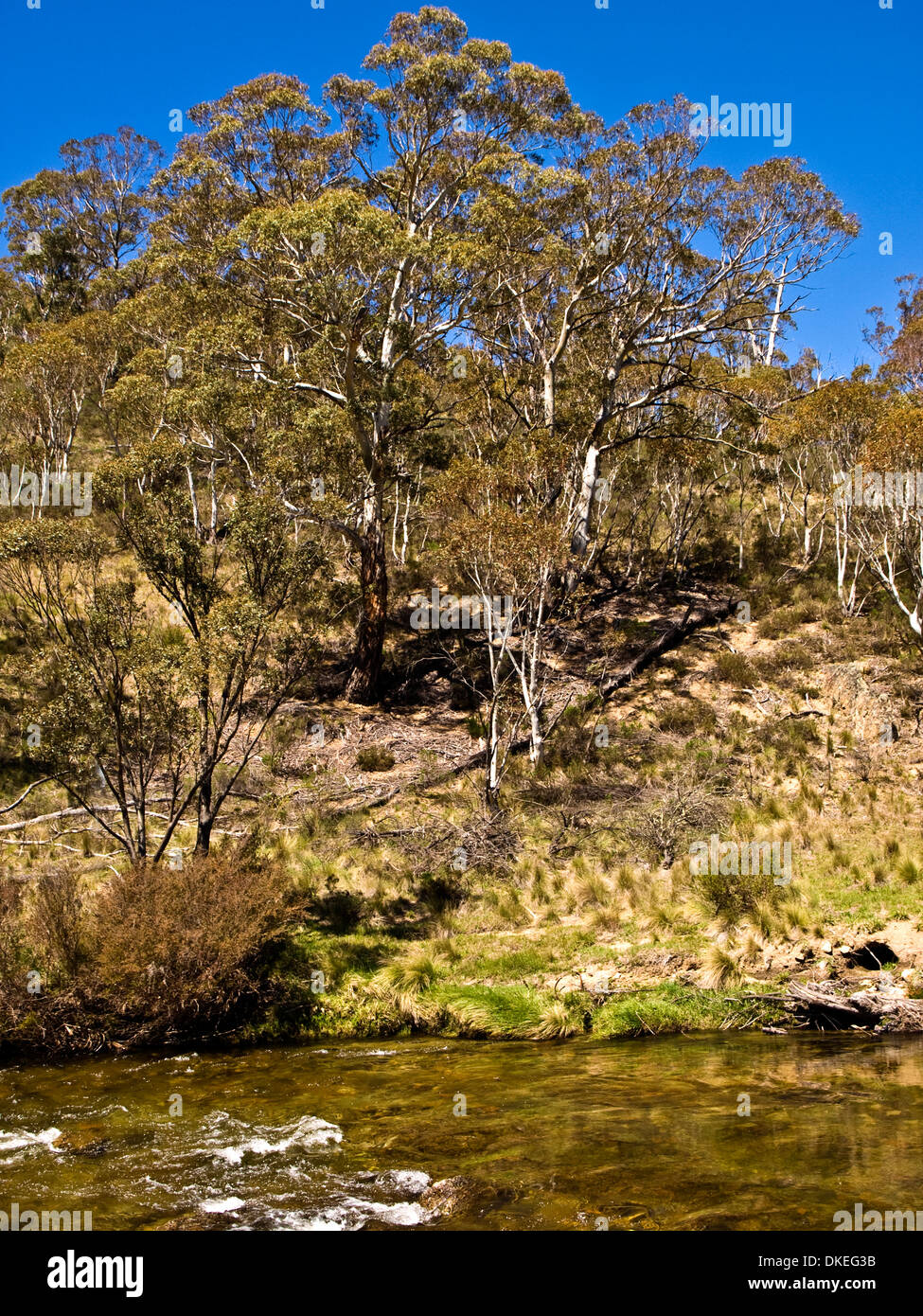 Nsw bush hi-res stock photography and images - Alamy