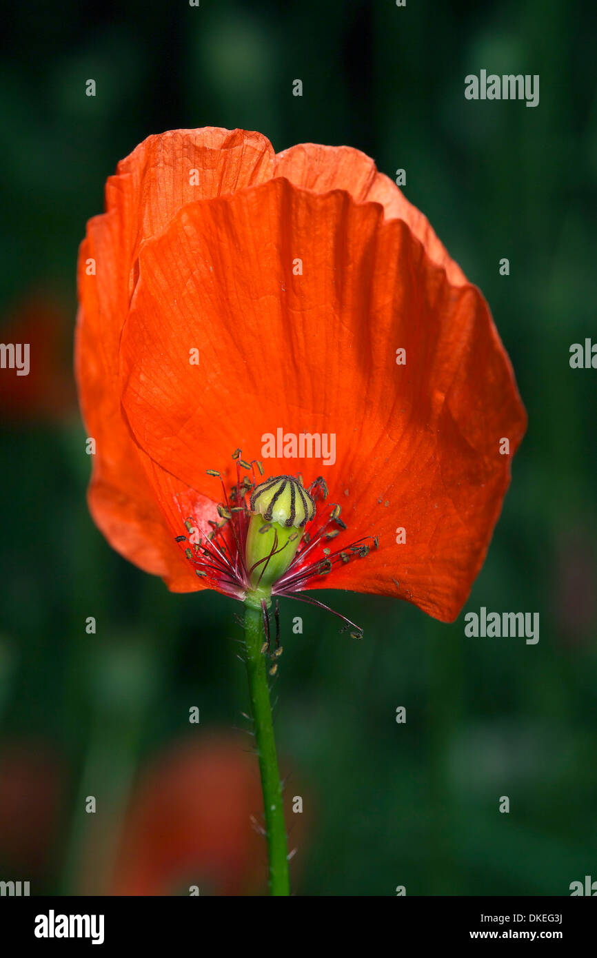 Inside a red poppy - half its petals have fallen off Stock Photo - Alamy