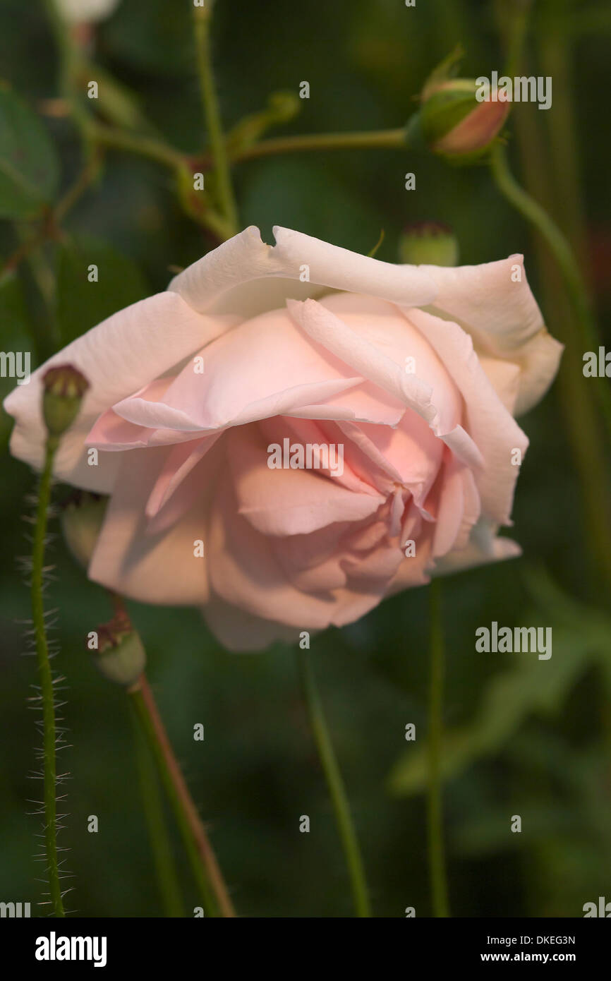 Climbing rose 'New Dawn' Stock Photo - Alamy