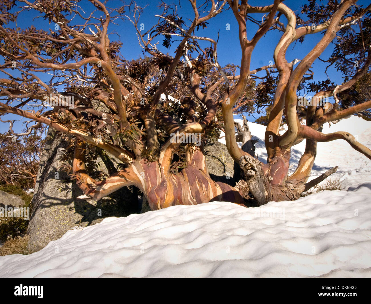 Snow gum (Eucalyptus pauciflora), Charlotte Pass, Snowy Mountains Stock ...