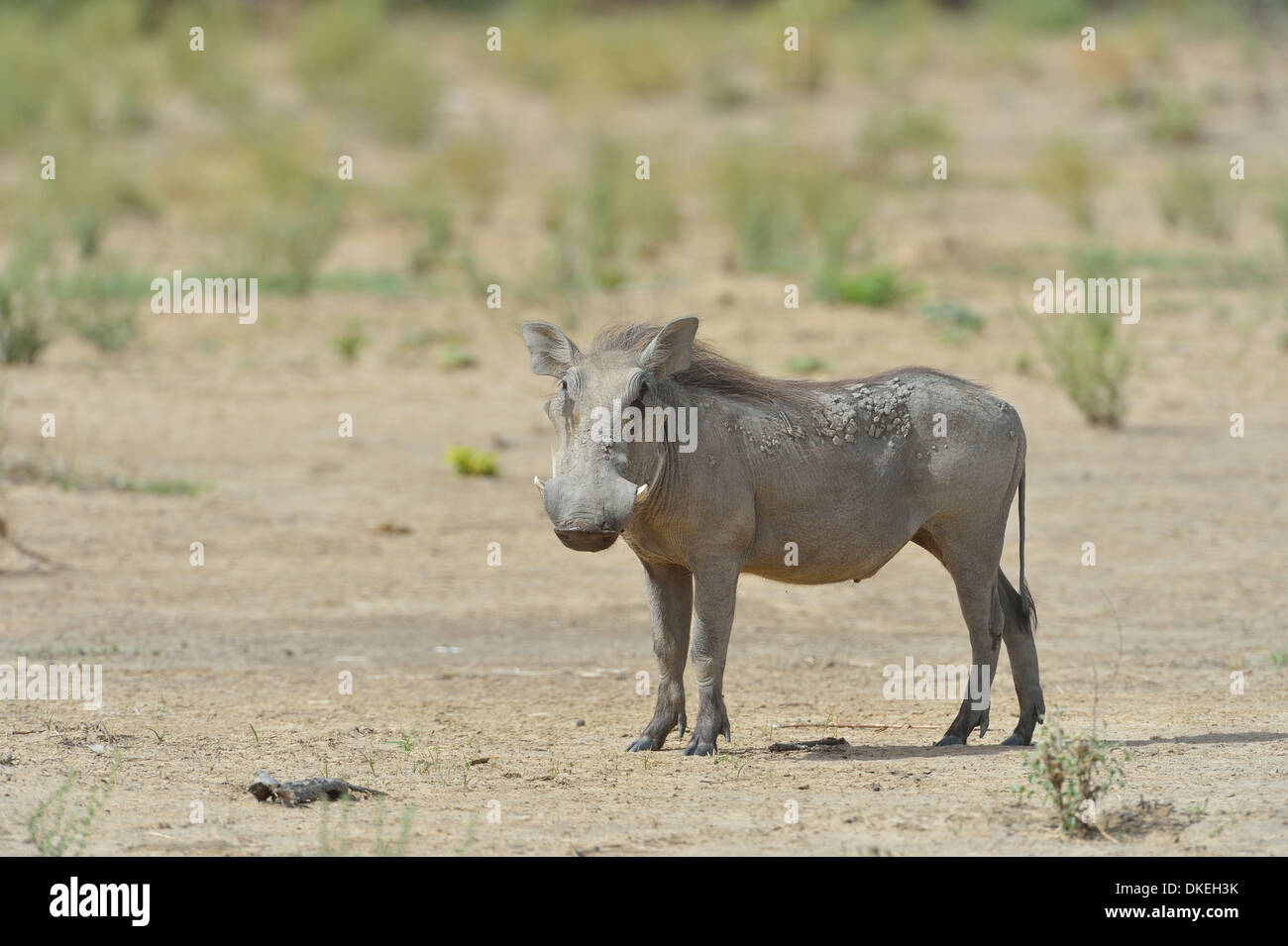Desert warthog (Phacochoerus aethiopicus) adult W Regional Park - W ...