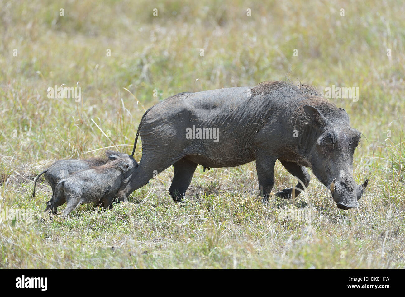Desert warthog (Phacochoerus aethiopicus) mother feeding her young ...