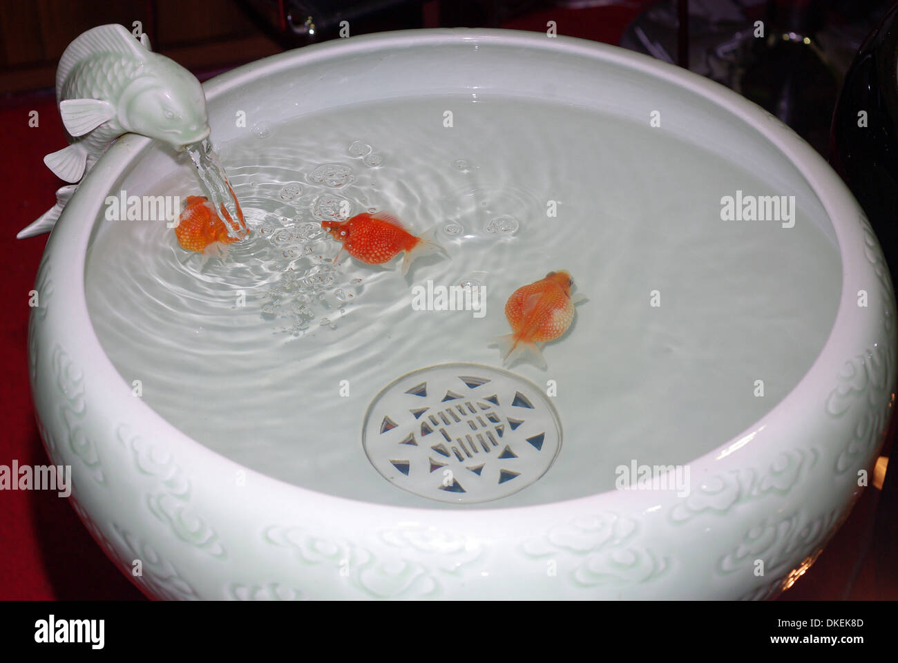 Pearl scale goldfish (Carassius auratus) in a chinese fish tank Stock ...
