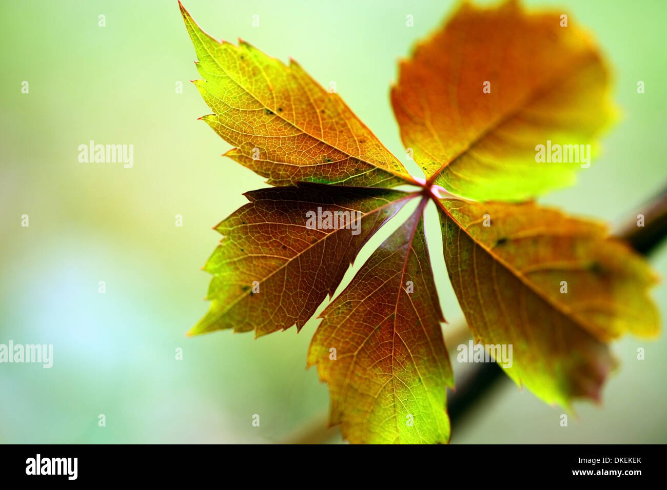 Color close up shot of a green leaf Stock Photo - Alamy