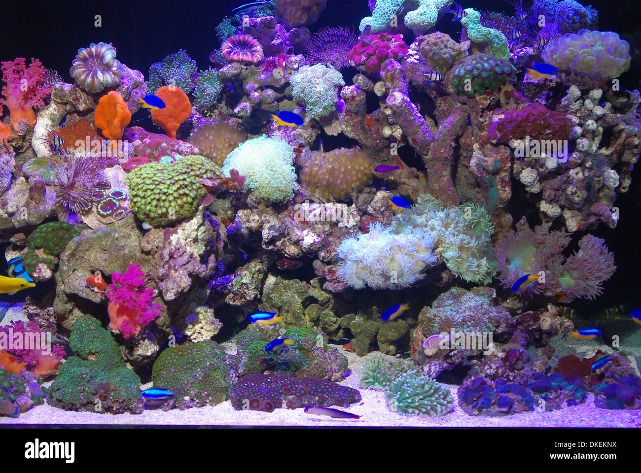 Tropical marine aquarium Stock Photo - Alamy
