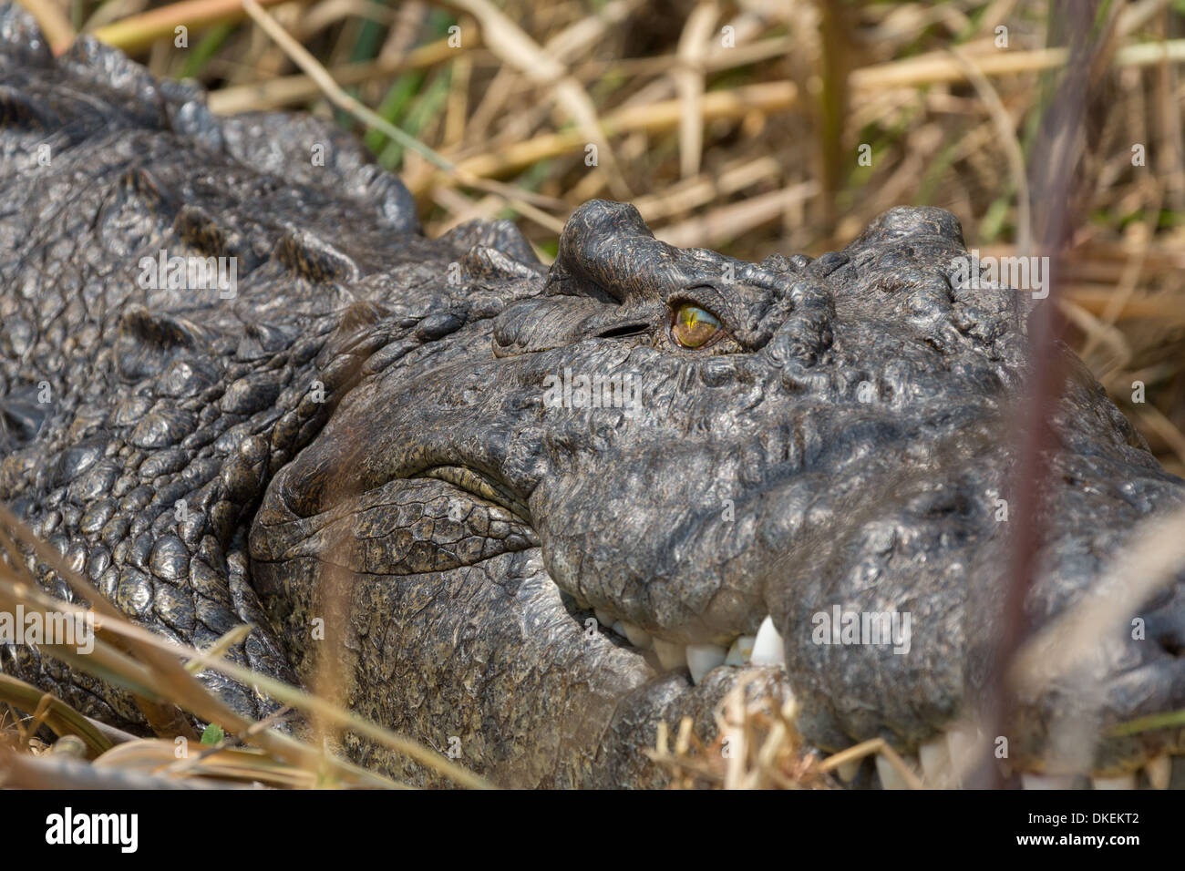 Crocodile Side Profile High Resolution Stock Photography and Images - Alamy
