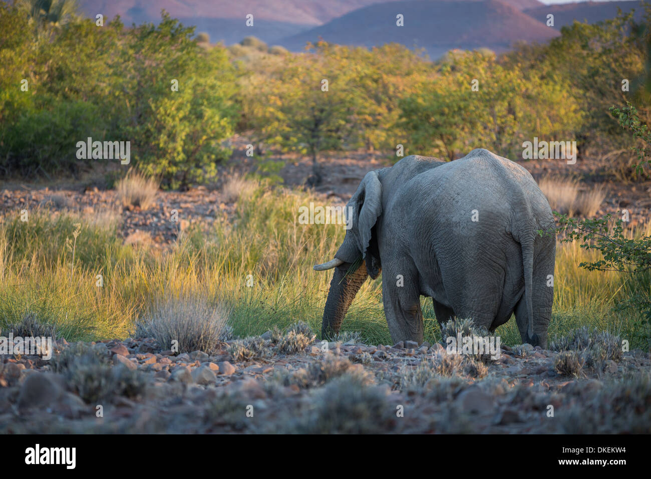 Proboscises hi-res stock photography and images - Alamy
