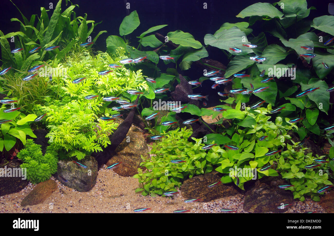 Tropical freshwater aquarium Stock Photo - Alamy