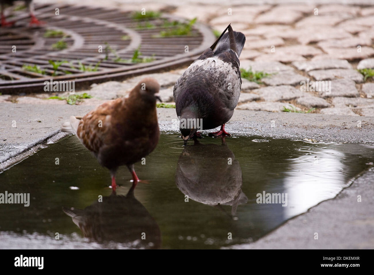 At drinking puddle hi-res stock photography and images - Alamy
