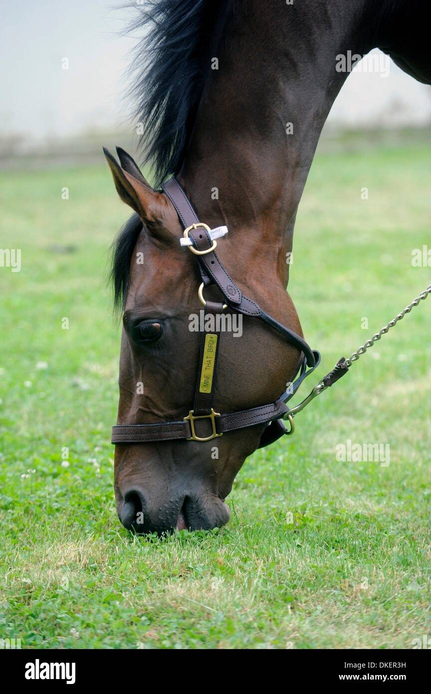 2009 kentucky derby hi-res stock photography and images - Alamy