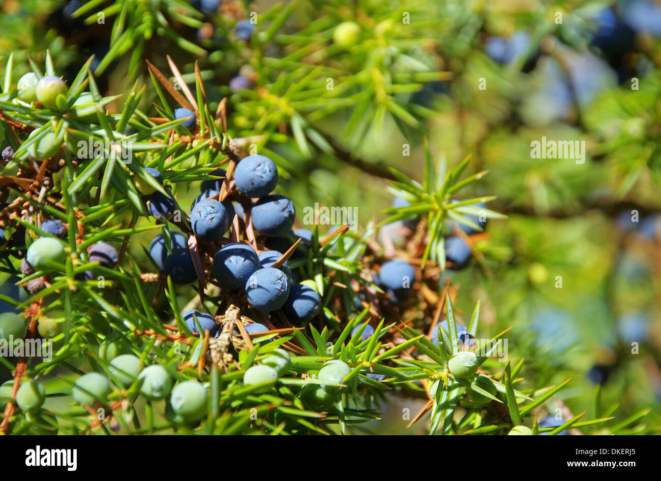 Wacholder communis hi-res stock photography and images - Alamy